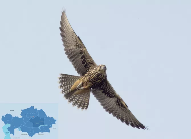 Over 80 UAE Falcons Released into Wild in Karagandy Region ...