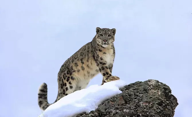 Kyrgyz President Highlights Global Significance of First International ...