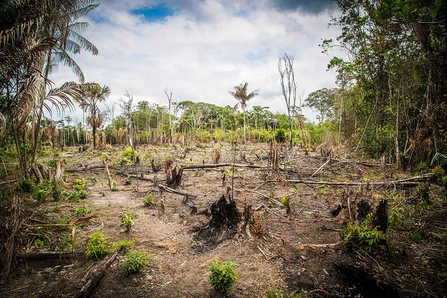 ‘Forests Are Non-Negotiable’: World Falling Short on 2030 Deforestation ...