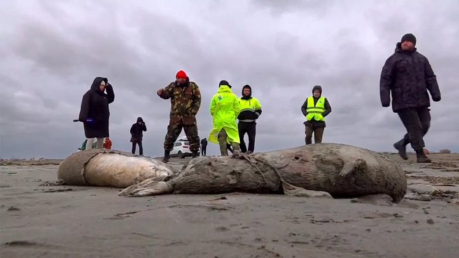Mass Death of Caspian Seals Linked to Neuroinfection, Say Experts ...